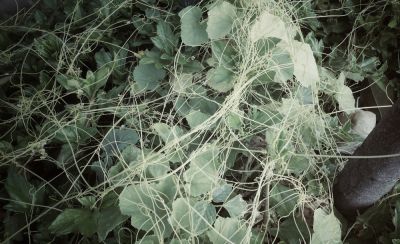 We Remove, Eradicate and Prevent Invasive Plant Species